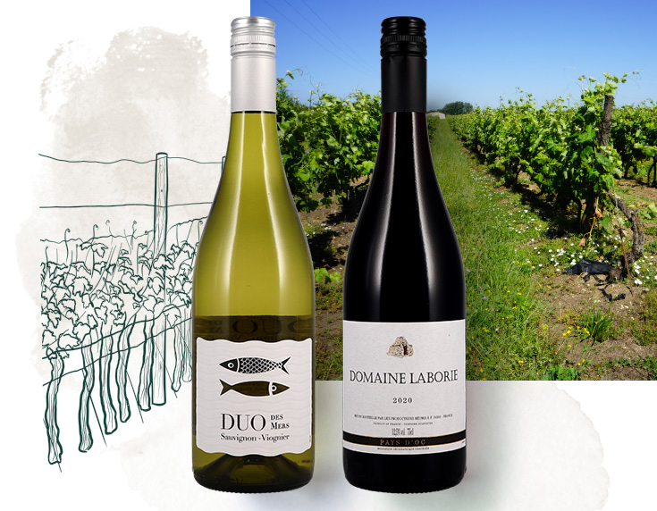 Wine from the South of France - Buy Online | The Wine Society