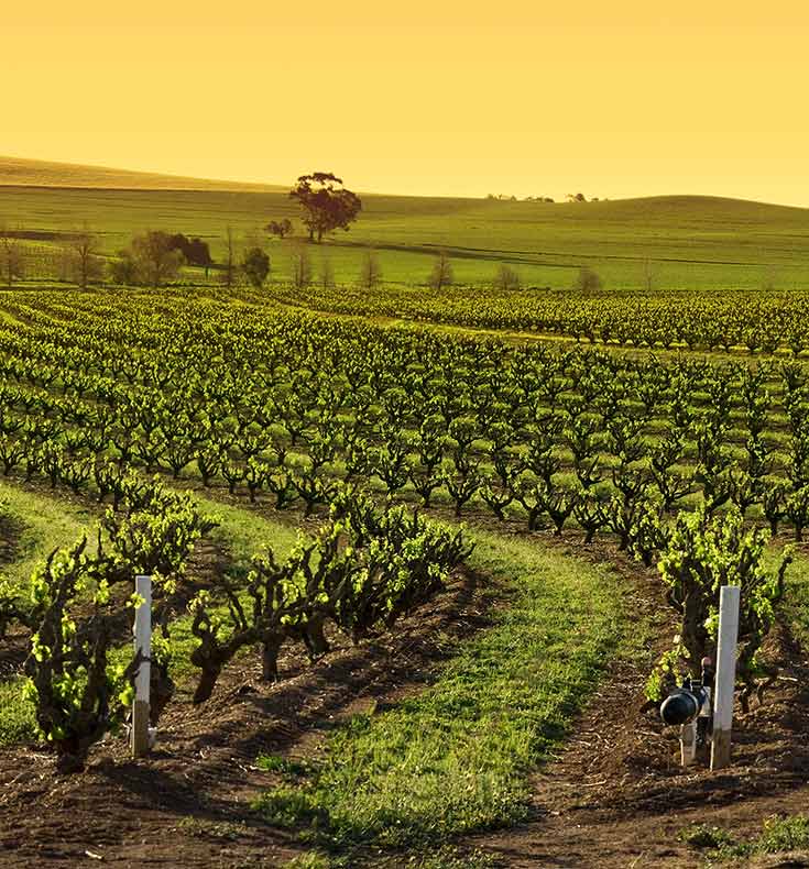 Australia’s wine regions: a quick guide | The Wine Society