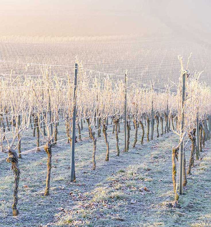 Winemaking: Frost in the Vineyards - How Do Growers Cope?
