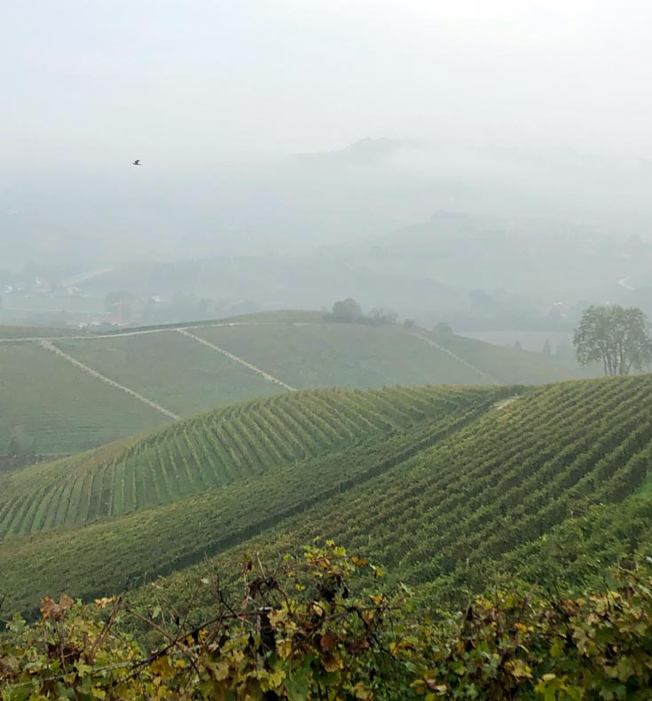 A simple guide to Barolo