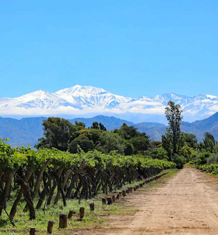The Ultimate Guide To Chilean Wine | The Wine Society